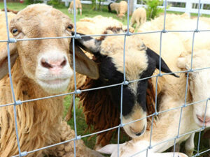 Cattle Wire Fencing | Durable & Versatile | Factory Price - Full Size