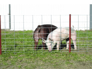 Galvanized Hog Panels | Welded Wire Livestock |Factory wholesale